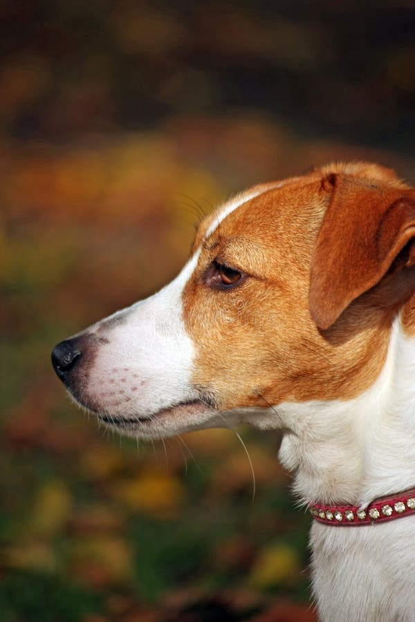 Fat dog stock photo. Image of russel, parsson, jack, inactive - 2379378