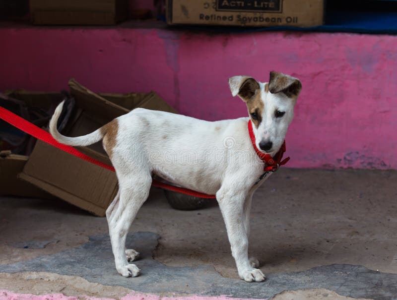 Jack Russell Terrier editorial photography. Image of jack - 160903282