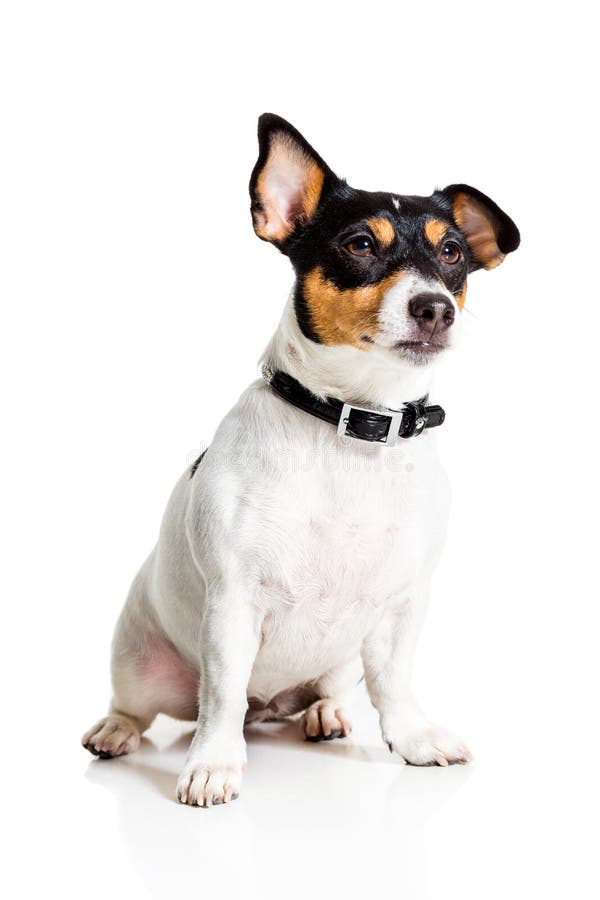 Jack Russell Terrier, Aislado En Blanco Foto de archivo - Imagen de ...
