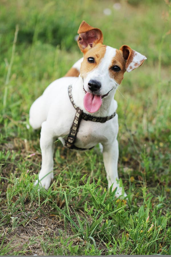 Jack Russell Terrier Beautiful Small Dog Stock Image - Image of nature ...