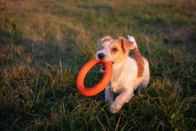 Jack Russell Terrier Carries an Orange Toy Ring in His Teeth Stock ...