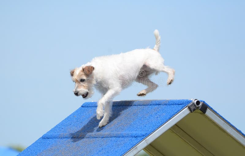 Jack Russell Terrier at Dog Agility Trial Stock Image - Image of frame ...