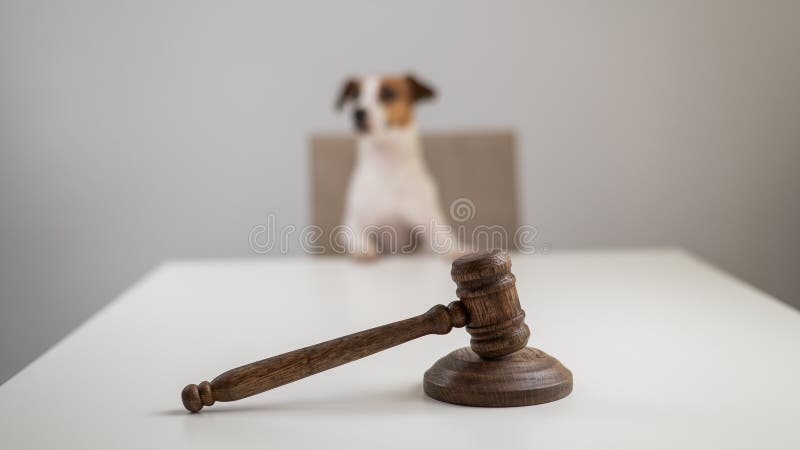 Jack Russell Terrier Dog Behind Judge& X27;s Gavel. Stock Image - Image ... Jack Russell Terrier Dog Behind Judge& X27;s Gavel. Stock Image - Image ...
