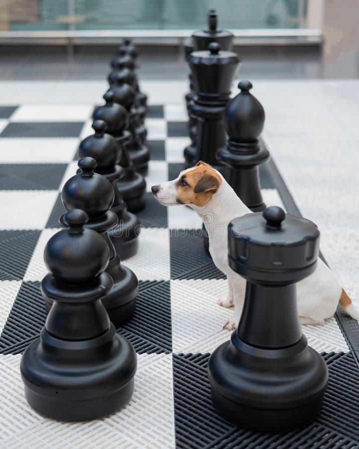 Jack Russell Terrier Dog on a Chessboard. Stock Photo - Image of ...