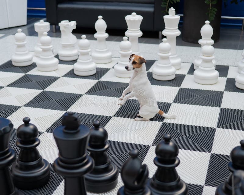 Jack Russell Terrier Dog on a Chessboard. Stock Image - Image of smart ...