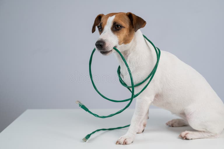Jack Russell Terrier Dog Chewing Internet Wire. Stock Image - Image of ...