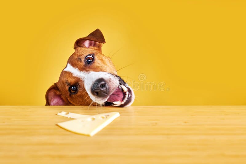 Jack Russell Terrier Dog Eat Meal from a Table. Stock Photo - Image of ...