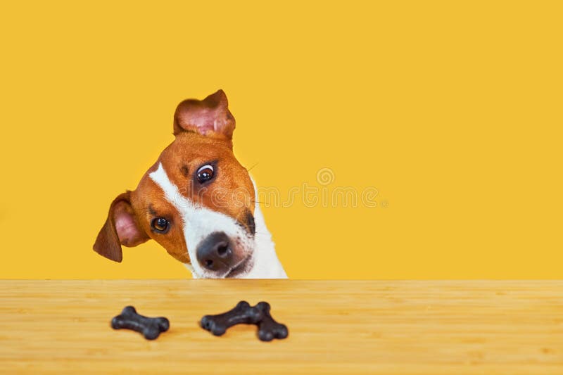 Jack Russell Terrier Dog Eat Meal from a Table. Stock Photo - Image of ...