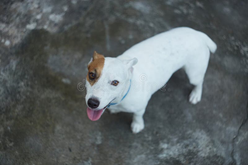Jack Russell Terrier Dog on the Ground Stock Photo - Image of carnivore ...