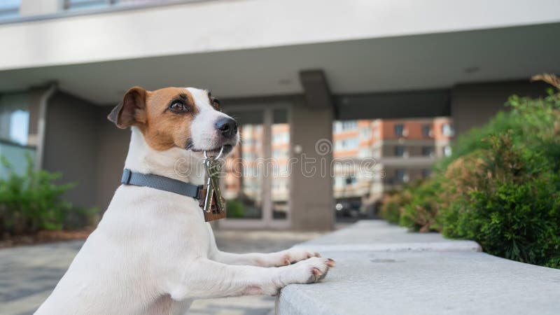 Jack Russell Terrier Dog Holding Apartment Keys. Stock Photo - Image of ...