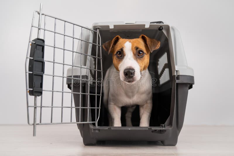Jack Russell Terrier Dog Inside a Travel Box with Open Door. Stock ...