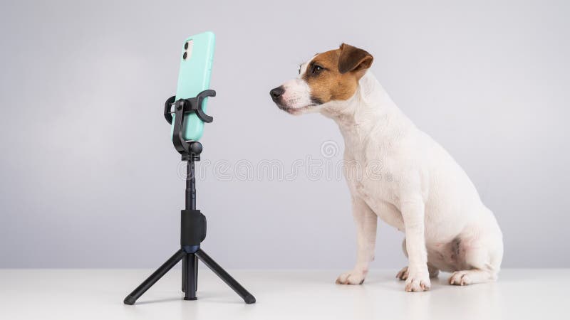 Jack Russell Terrier Dog Live Streaming on Smartphone. Stock Photo ...