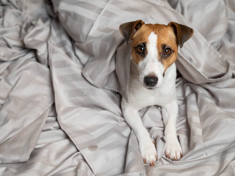 Jack Russell Terrier Dog Lying in Bed. Stock Photo - Image of playful ...