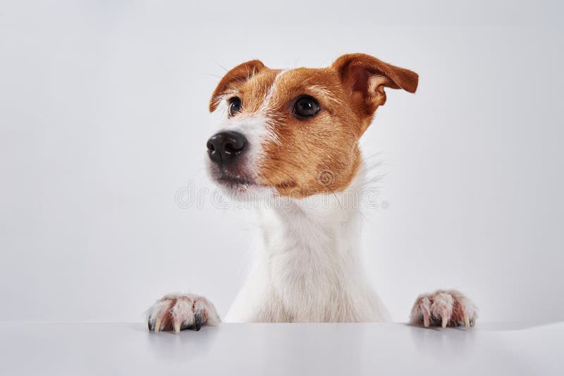 Jack Russell Terrier Dog with Paws on Table. Portrait of Cute Dog Stock ...