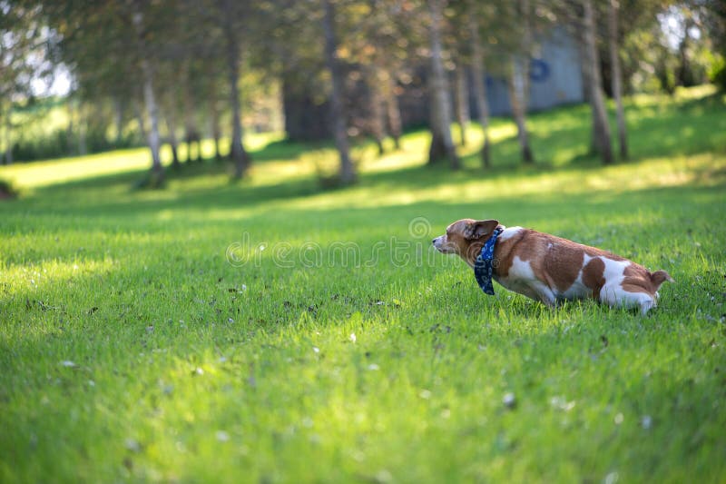 Jack Russell Terrier Dog Peeing or Pooping on Grass in Park Stock Image ...