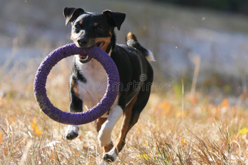 A Jack Russell Terrier Dog Plays with a Rubber Ring during a Walk Stock ...