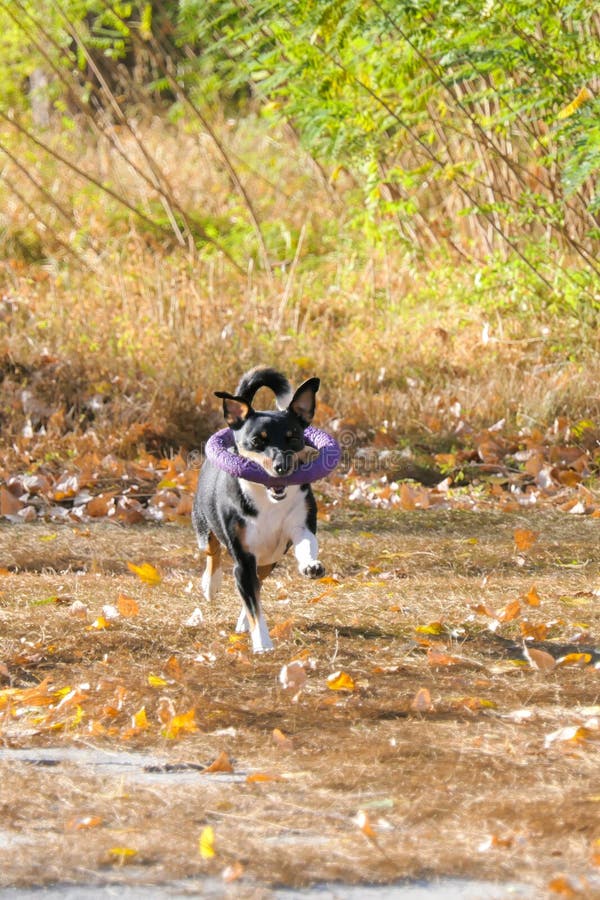 A Jack Russell Terrier Dog Plays with a Rubber Ring during a Walk Stock ...