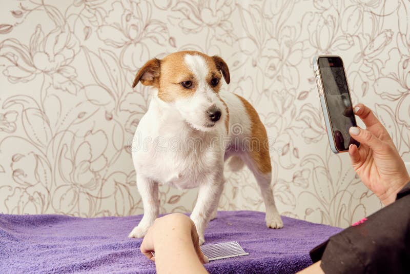 Jack Russell Terrier Dog Poses on a Table for a Photo Stock Photo ...