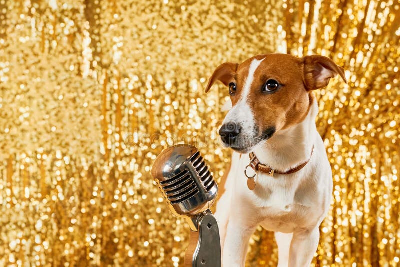 Jack Russell Terrier Dog and Professional Microphone Stock Image ...