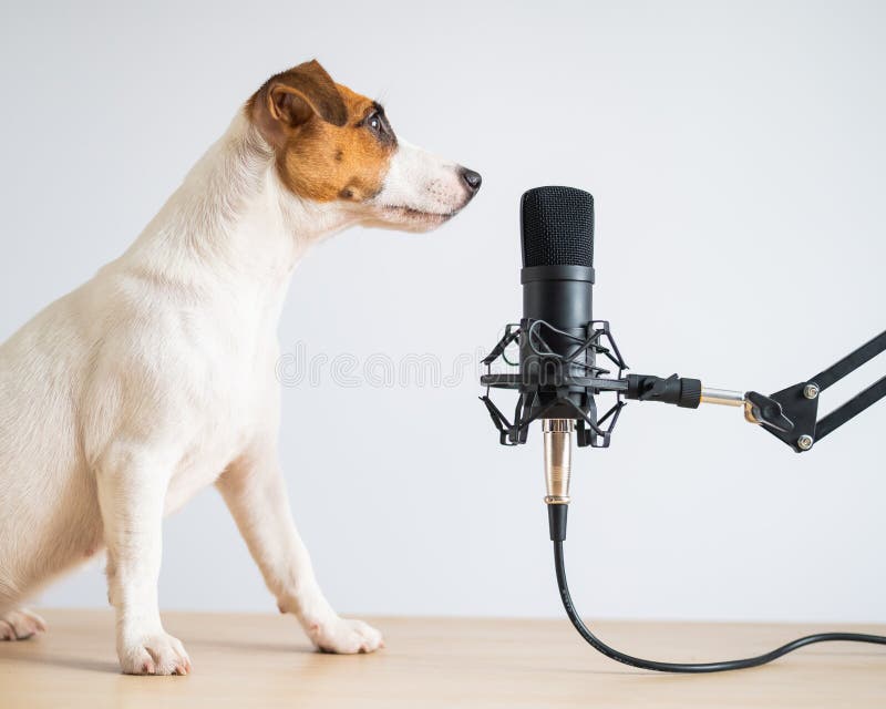 Dog Mic Photos - Free & Royalty-Free Stock Photos from Dreamstime