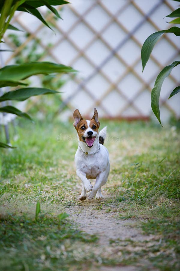 Jack Russell Terrier Dog Running and Jumping in the Backyard Stock ...