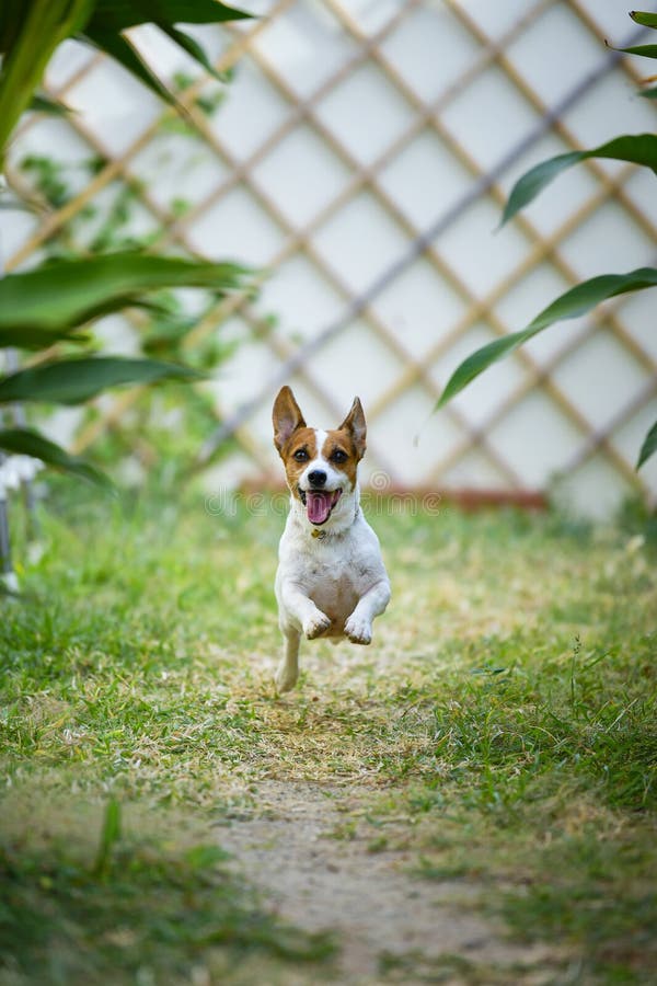 Jack Russell Terrier Dog Running and Jumping in the Backyard Stock ...