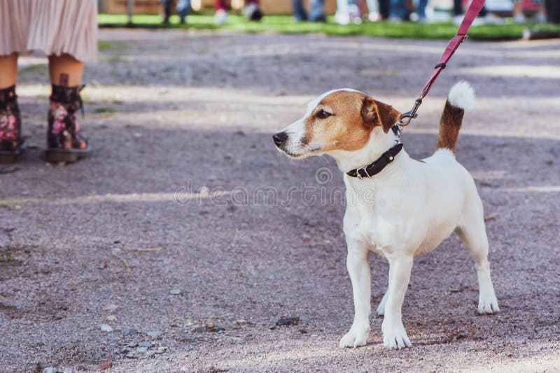 Jack Russell Terrier at the Dog Show, an Exhibition Stock Image - Image ...