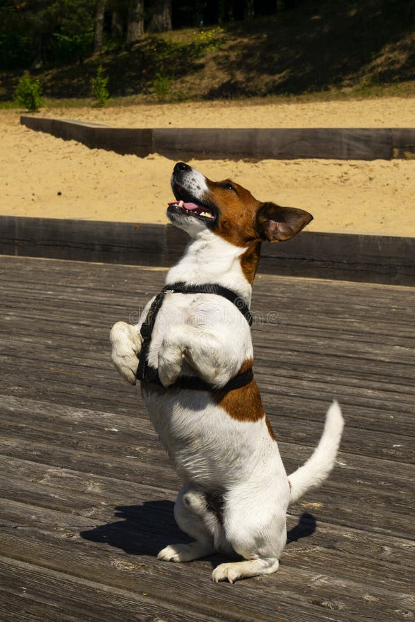 129 Jack Russell Its Hind Legs Stock Photos - Free & Royalty-Free Stock ...