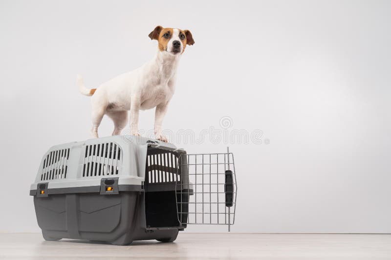 Jack Russell Terrier Dog Stands on a Travel Box. Stock Image - Image of ...