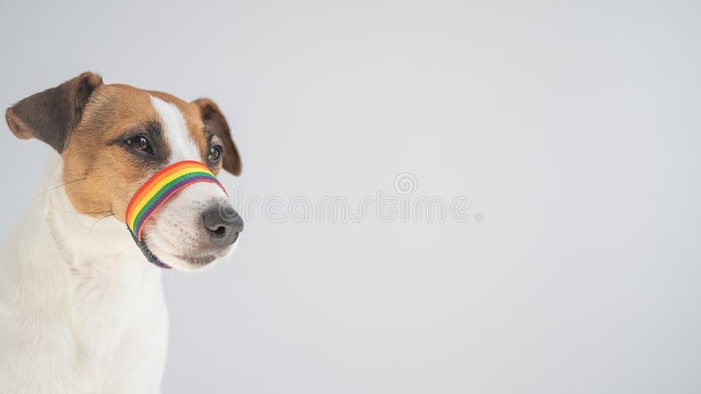 Jack Russell Terrier Dog Wearing Rainbow Flag Muzzle. Stock Photo ...