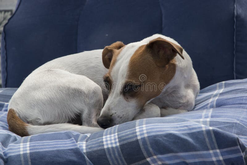 Jack Russell Terrier stock photo. Image of terrier, breed - 258625244