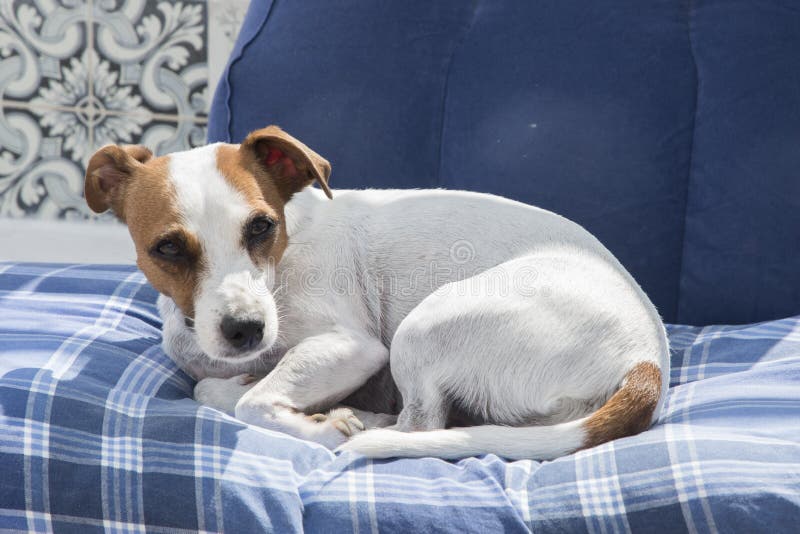 Jack Russell Terrier stock photo. Image of home, female - 258625272