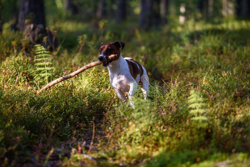 Jack Russell Terrier in the Forest Stock Photo - Image of mountain ...