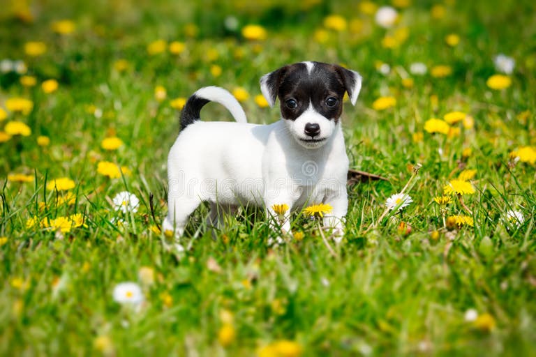3,748 Jack Russell Terrier Garden Flags Stock Photos - Free & Royalty ...