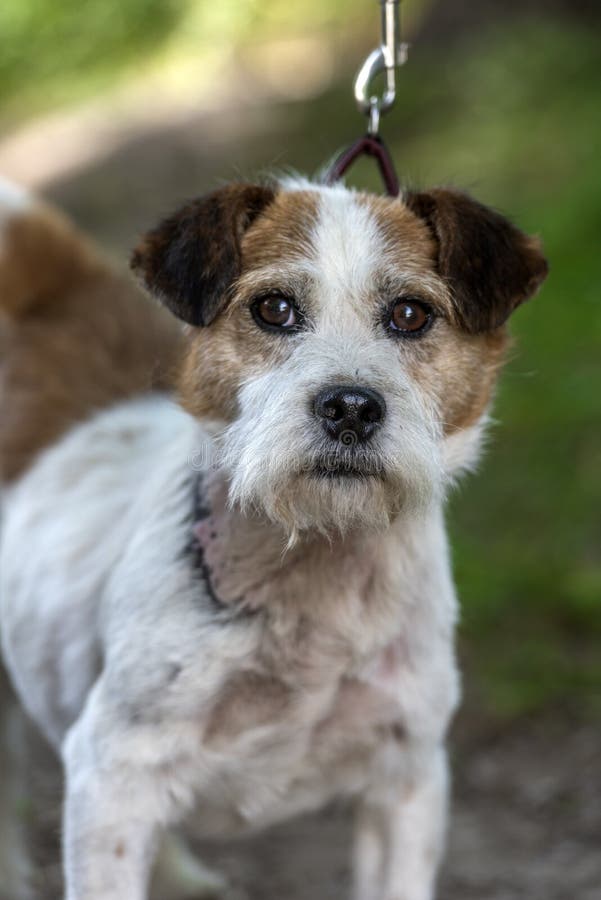 Jack Russell Terrier in the Grass Discovers the World Stock Image ...