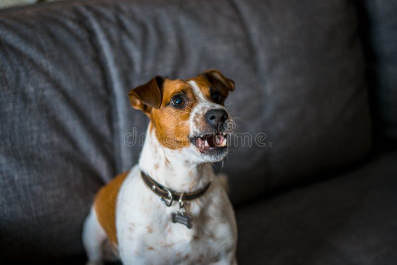 Jack Russell Terrier Grins His Teeth and Growls Stock Photo - Image of ...