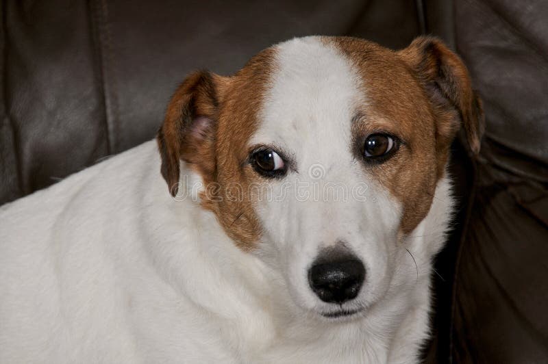 Jack Russell Terrier stock image. Image of mammal, russell - 82967427