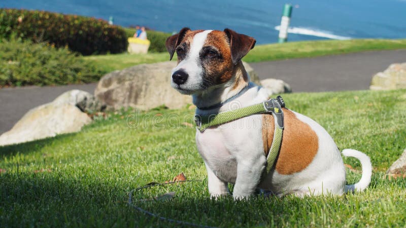 Jack Russell Terrier Hund Sitzend Auf Einer Graswiese Stockfoto - Bild ...