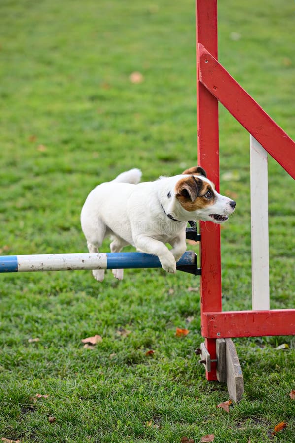 Jack Russell Terrier Jumping Over a Hurdle Stock Photo - Image of ...