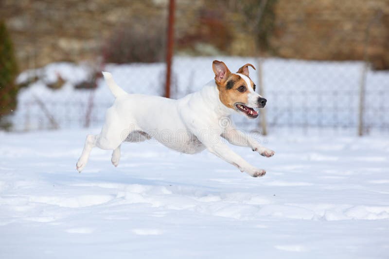Jack Russell Terrier Jumping in Winter Stock Image - Image of jump ...