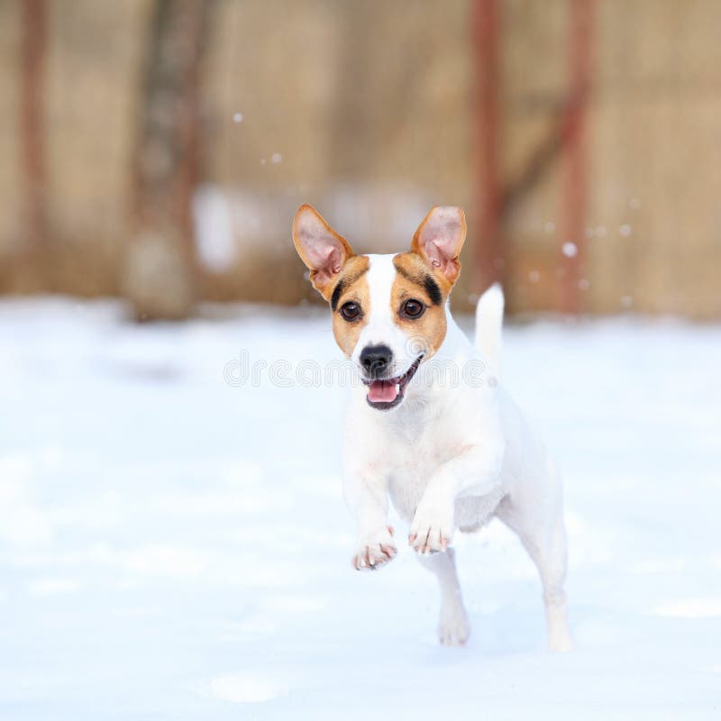 Jack Russell Terrier Jumping in Winter Stock Photo - Image of domestic ...