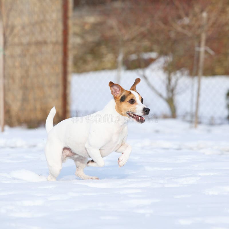 Jack Russell Terrier Jumping in Winter Stock Photo - Image of jump ...