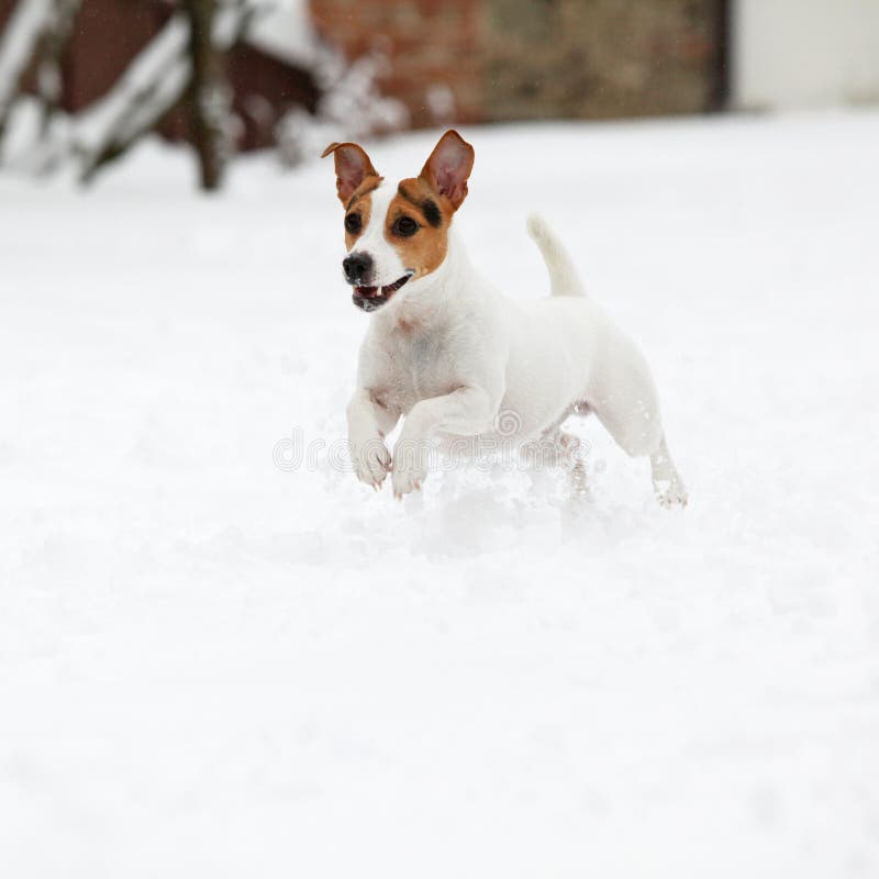 Jack Russell Terrier Jumping in Winter Stock Photo - Image of cold ...