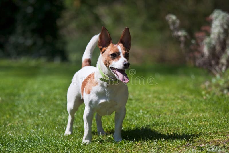 Fat dog stock photo. Image of russel, parsson, jack, inactive - 2379378