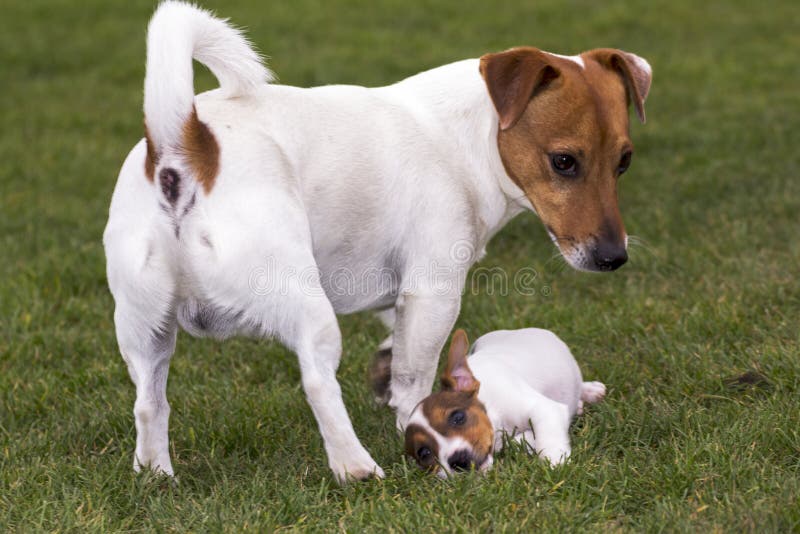Jack russell terrier stock photo. Image of friends, friendship - 61957590