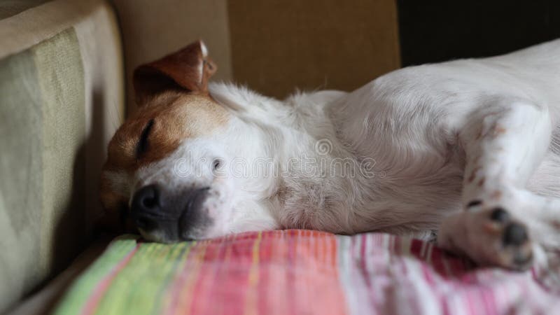Jack Russell Terrier Lying on Bed and Sleeping Stock Video - Video of looking, sweet: 258310127