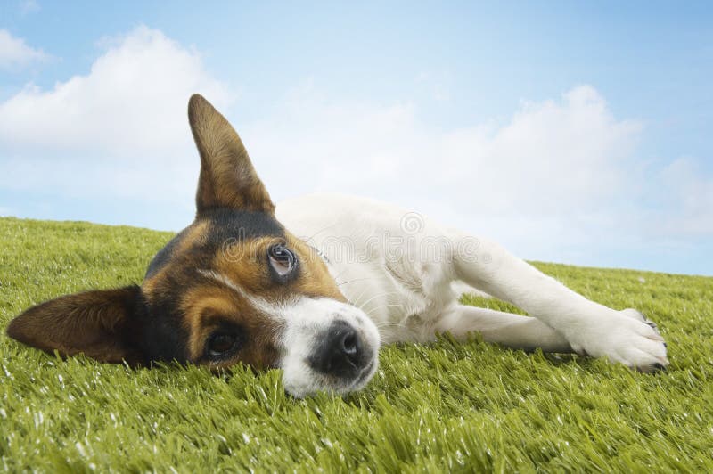 Jack Russell Terrier Lying on Side Looking Up Front View Stock Image ...