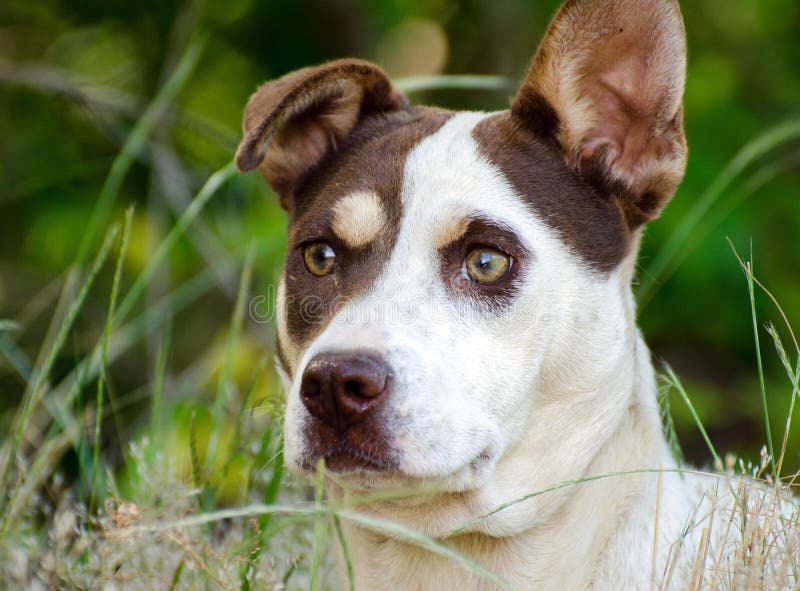 Jack Russell Terrier Mixed Breed Dog Stock Afbeelding - Image of brak ...