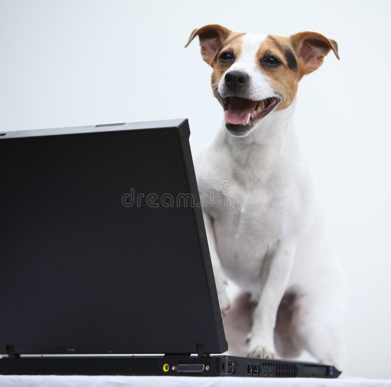 Dog Using Computer for Surfing in the Network Stock Photo - Image of ...