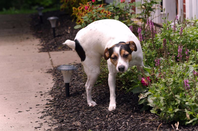 Jack Russell Terrier Peeing Op Installaties Stock Afbeelding - Image of ...